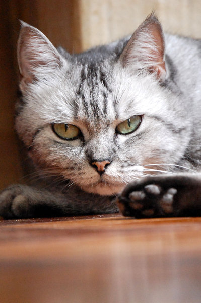 Cat Gratis Stock Foto s Rgbstock Gratis Afbeeldingen Felipedan 