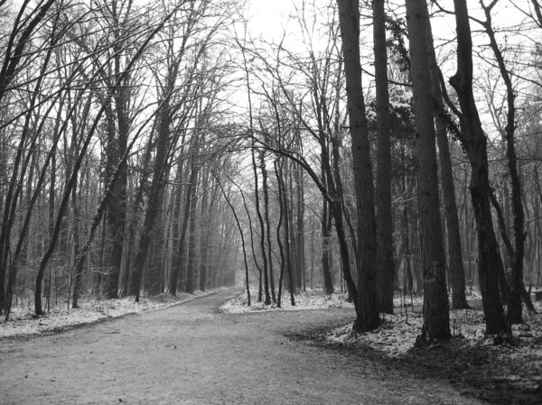 Two Paths Free Stock Photos Rgbstock Free Stock Images Mimica December 19 2010 40 